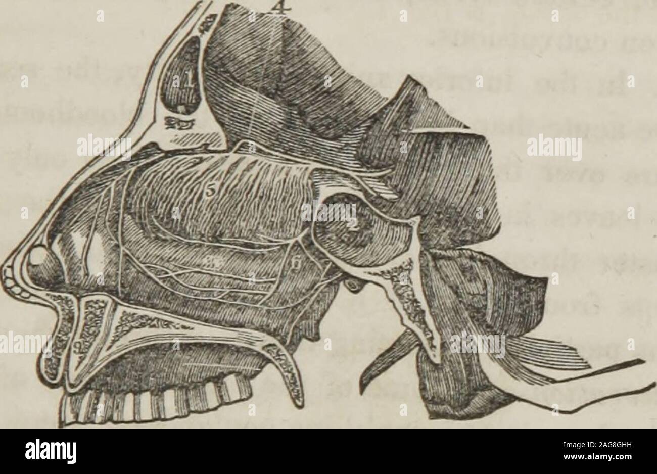 Meatuses hi-res stock photography and images - Alamy