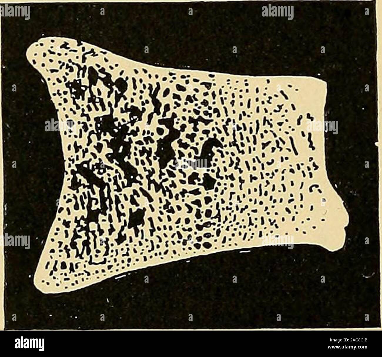 . Orthopaedic surgery for students and general practitioners ...