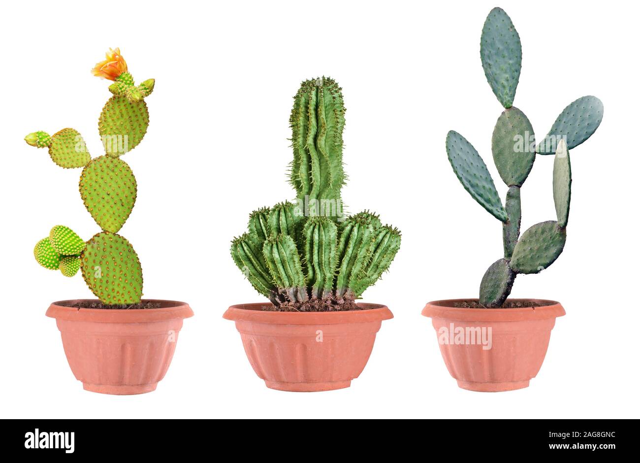 Three cactuses in pot Stock Photo - Alamy