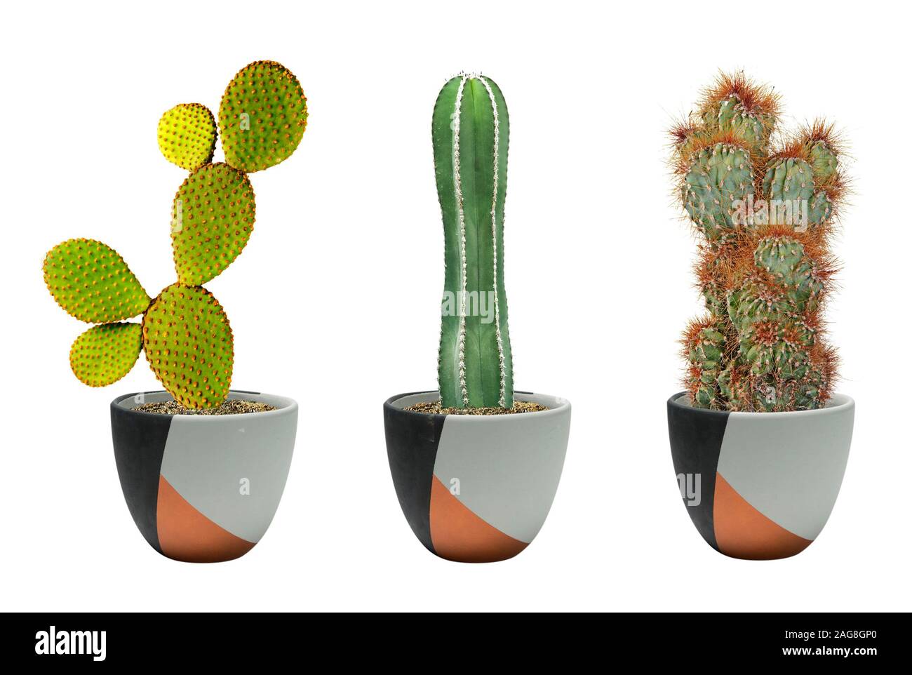 Cactuses succulent plant in Cut Out Stock Images & Pictures - Alamy