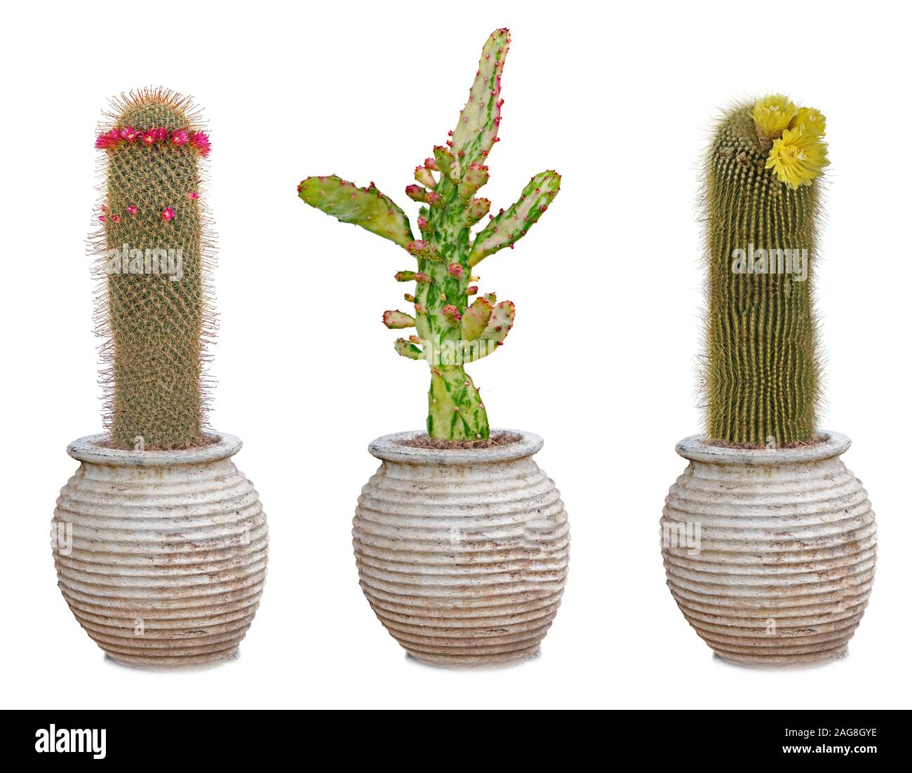Three cactuses in pot Stock Photo - Alamy