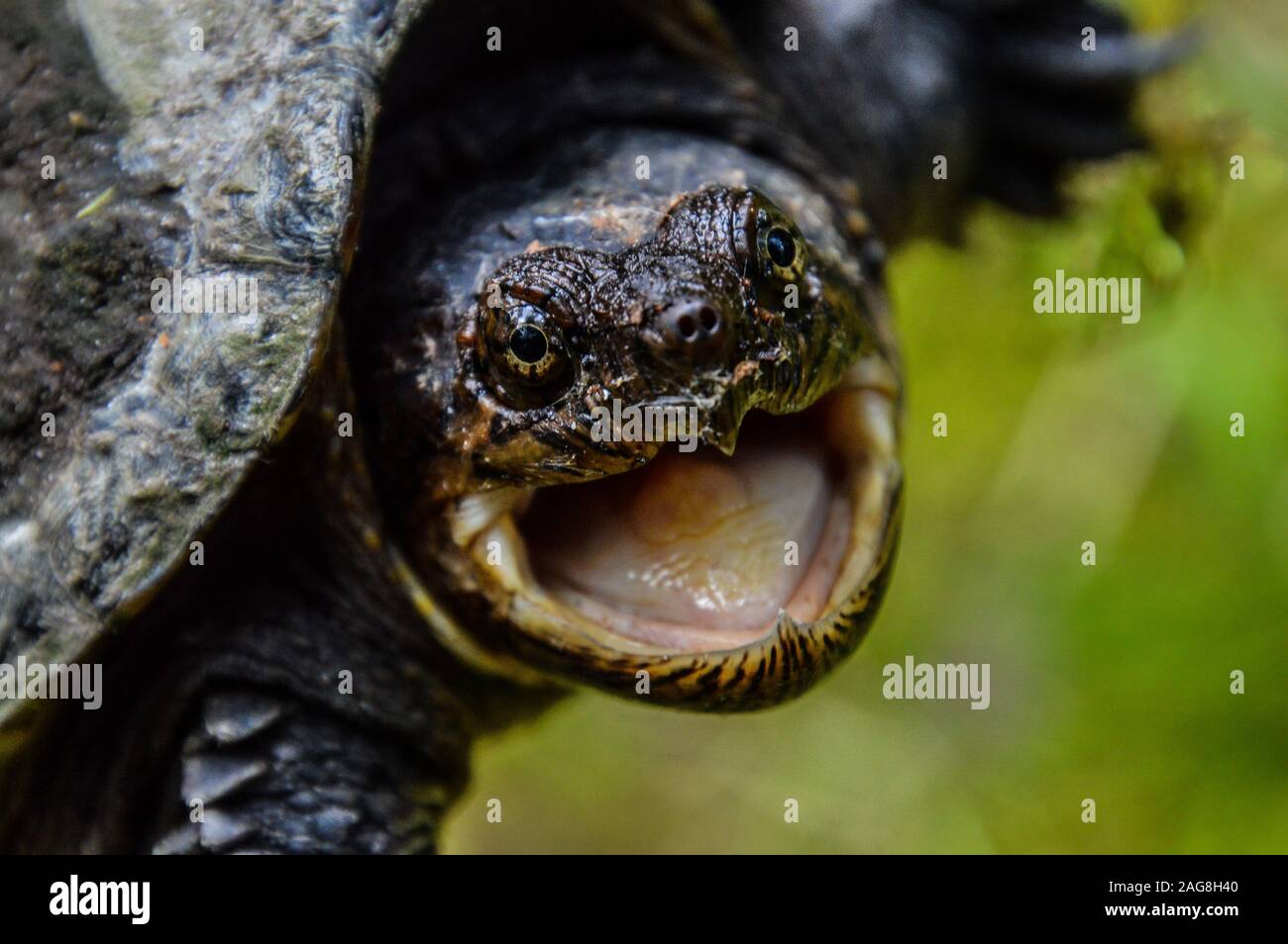 Angry turtle hi-res stock photography and images - Alamy