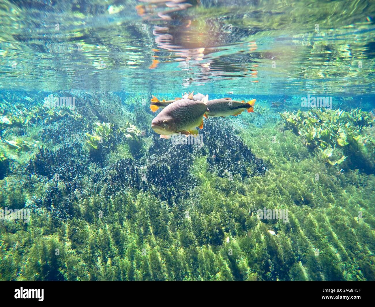 Bonito brazil tourism hi-res stock photography and images - Alamy