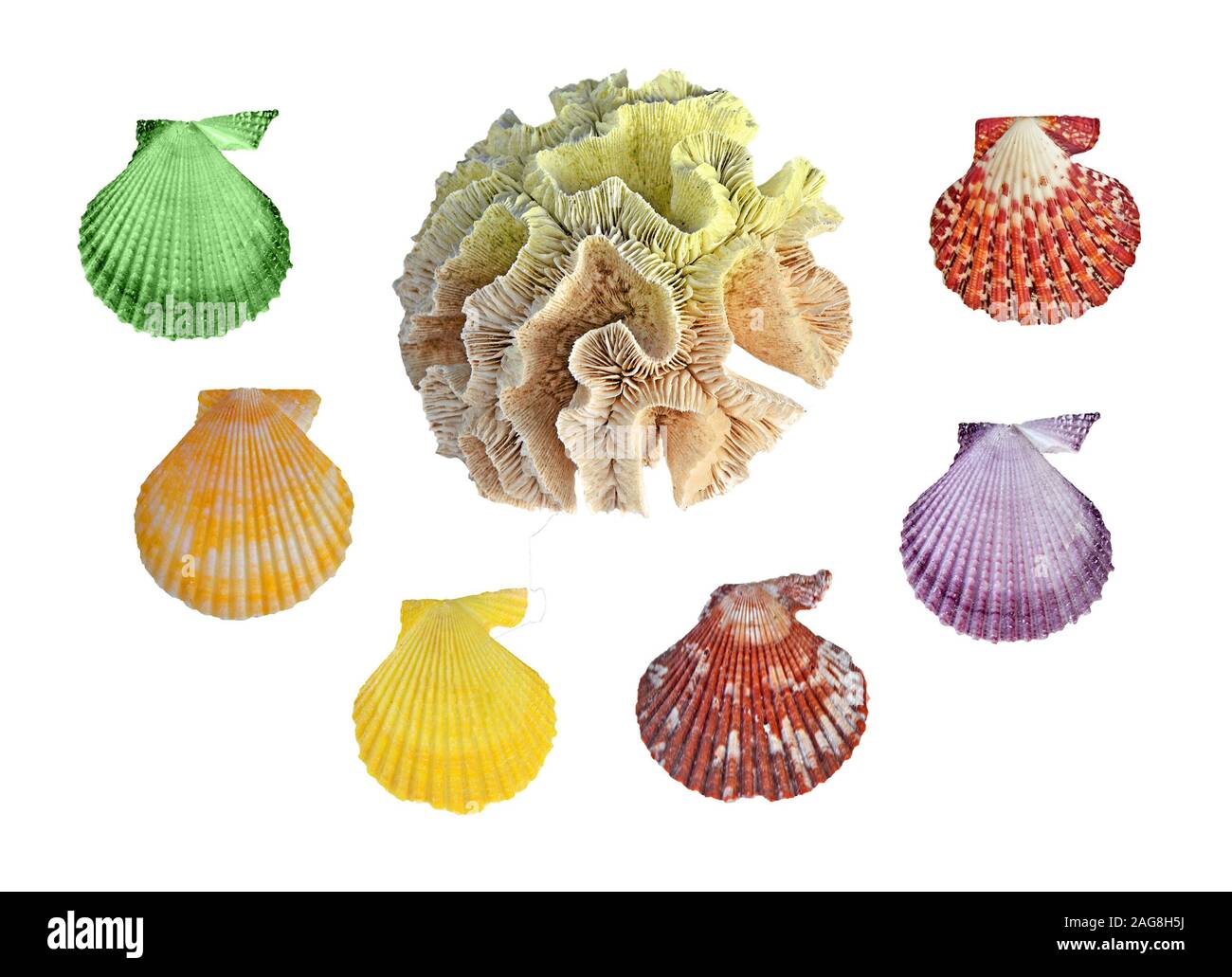 A coral and seashells isolated on white background Stock Photo - Alamy