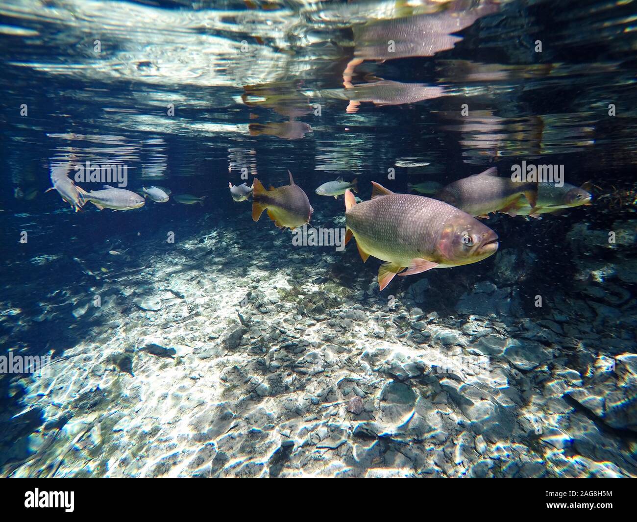 Bonito brazil tourism hi-res stock photography and images - Alamy