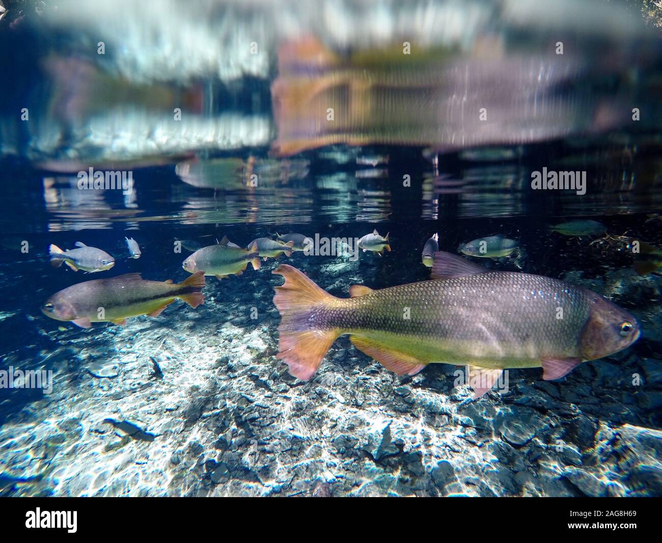 Freshwater fishes of brazil hi-res stock photography and images - Alamy