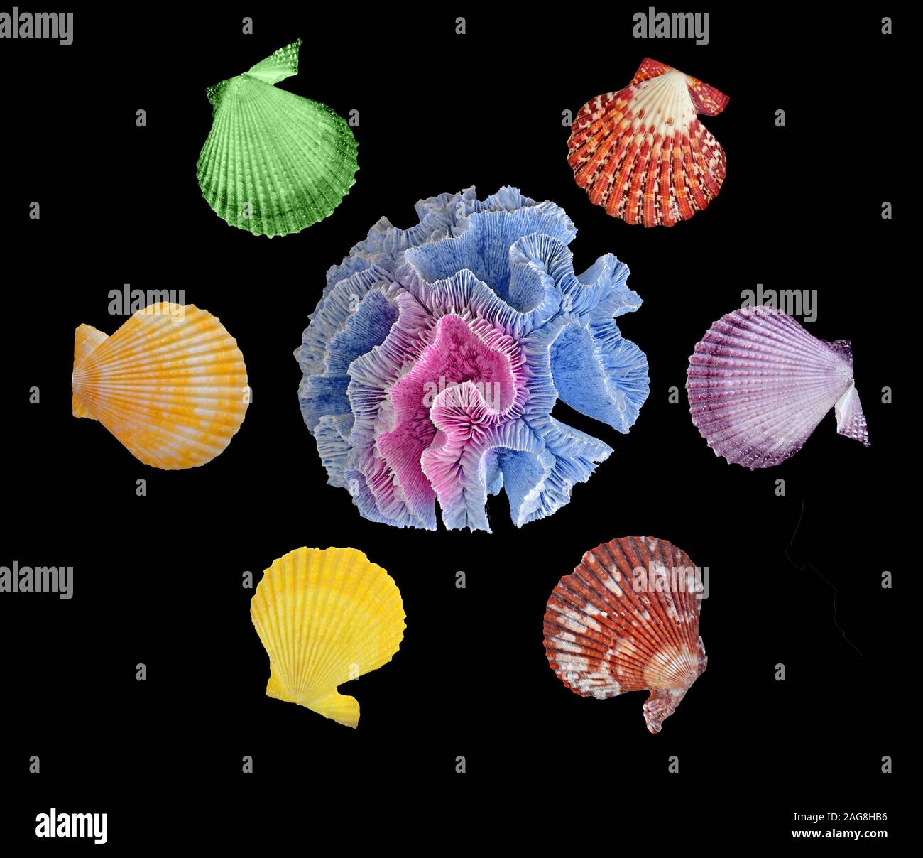 A coral and seashells isolated on black background Stock Photo - Alamy