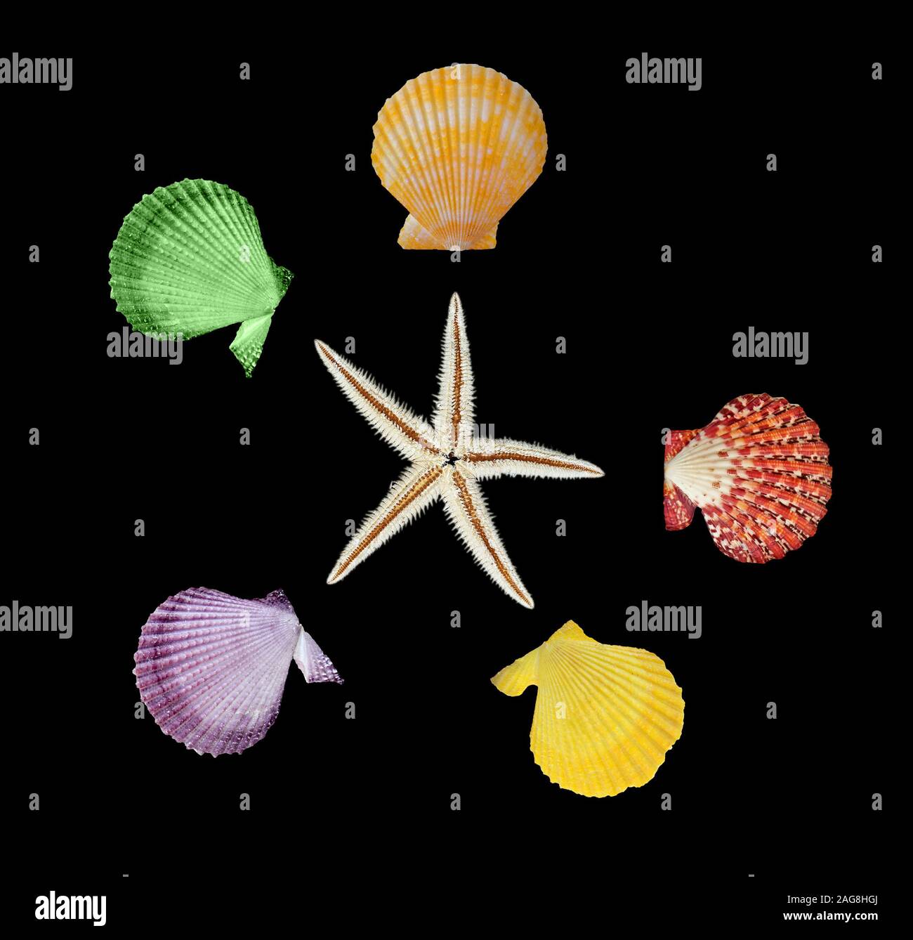 Five seashells hi-res stock photography and images - Alamy