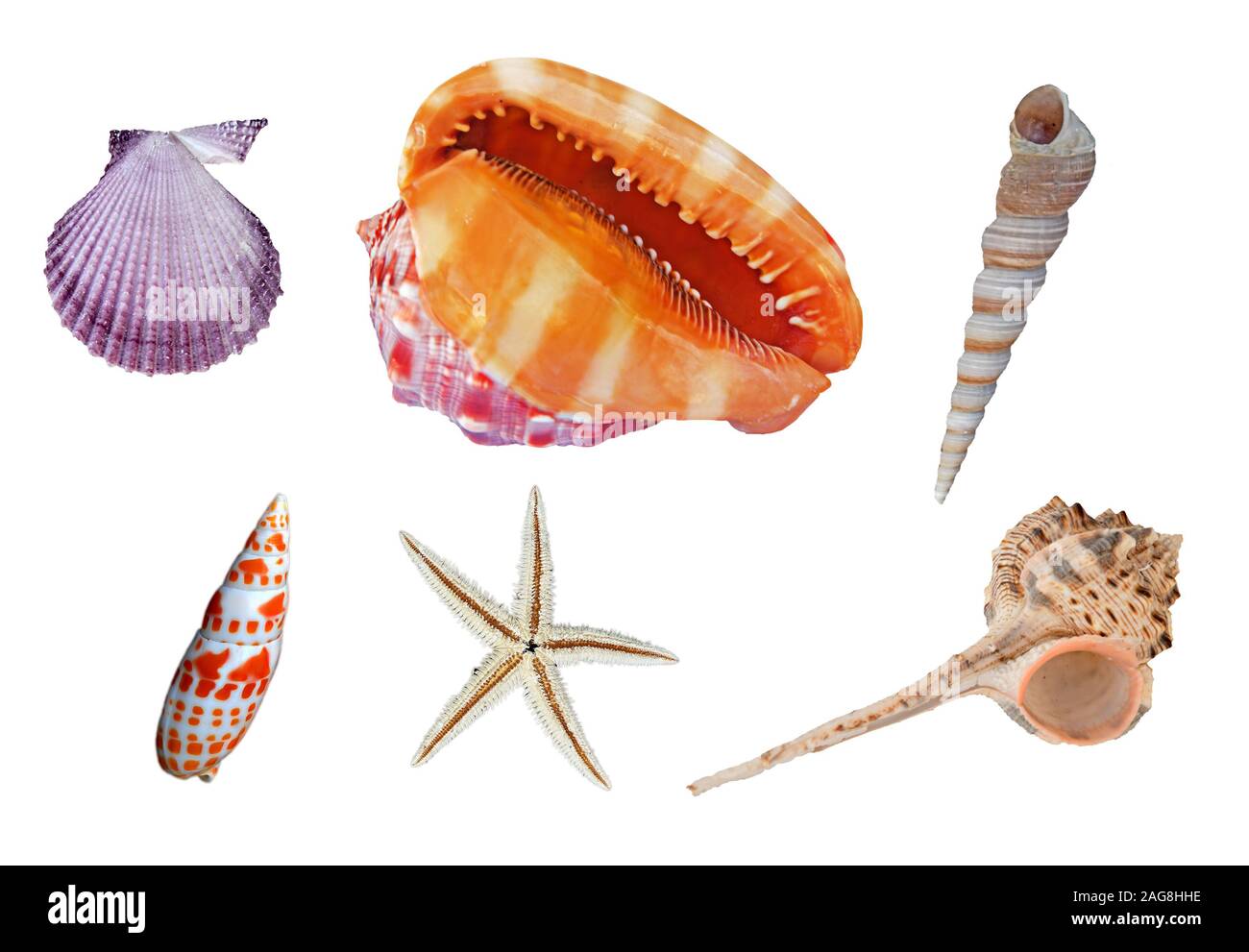 Five seashells hi-res stock photography and images - Alamy