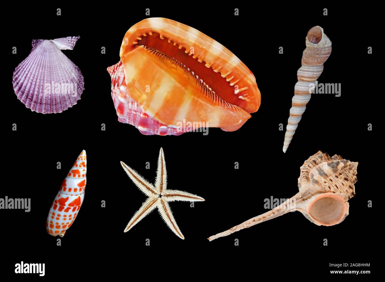 Five seashells hi-res stock photography and images - Alamy