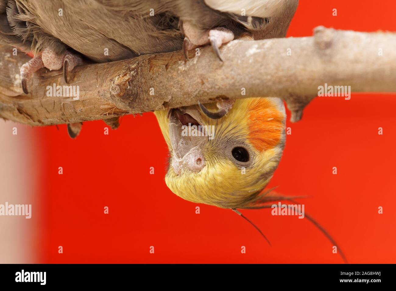 Funny cockatiel hi-res stock photography and images - Alamy