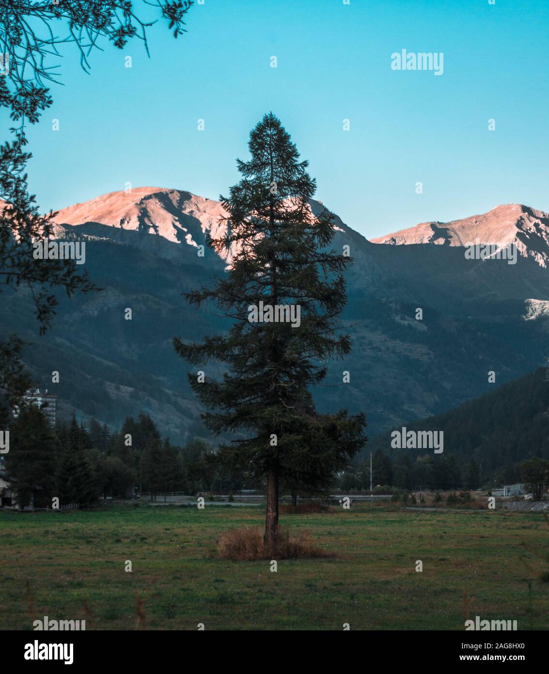 Giant Tree in Pragelato Valley (Italy Stock Photo - Alamy