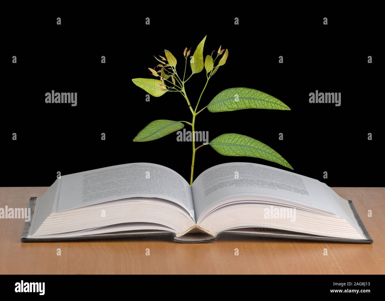 Eucalyptus Sapling High Resolution Stock Photography and Images - Alamy