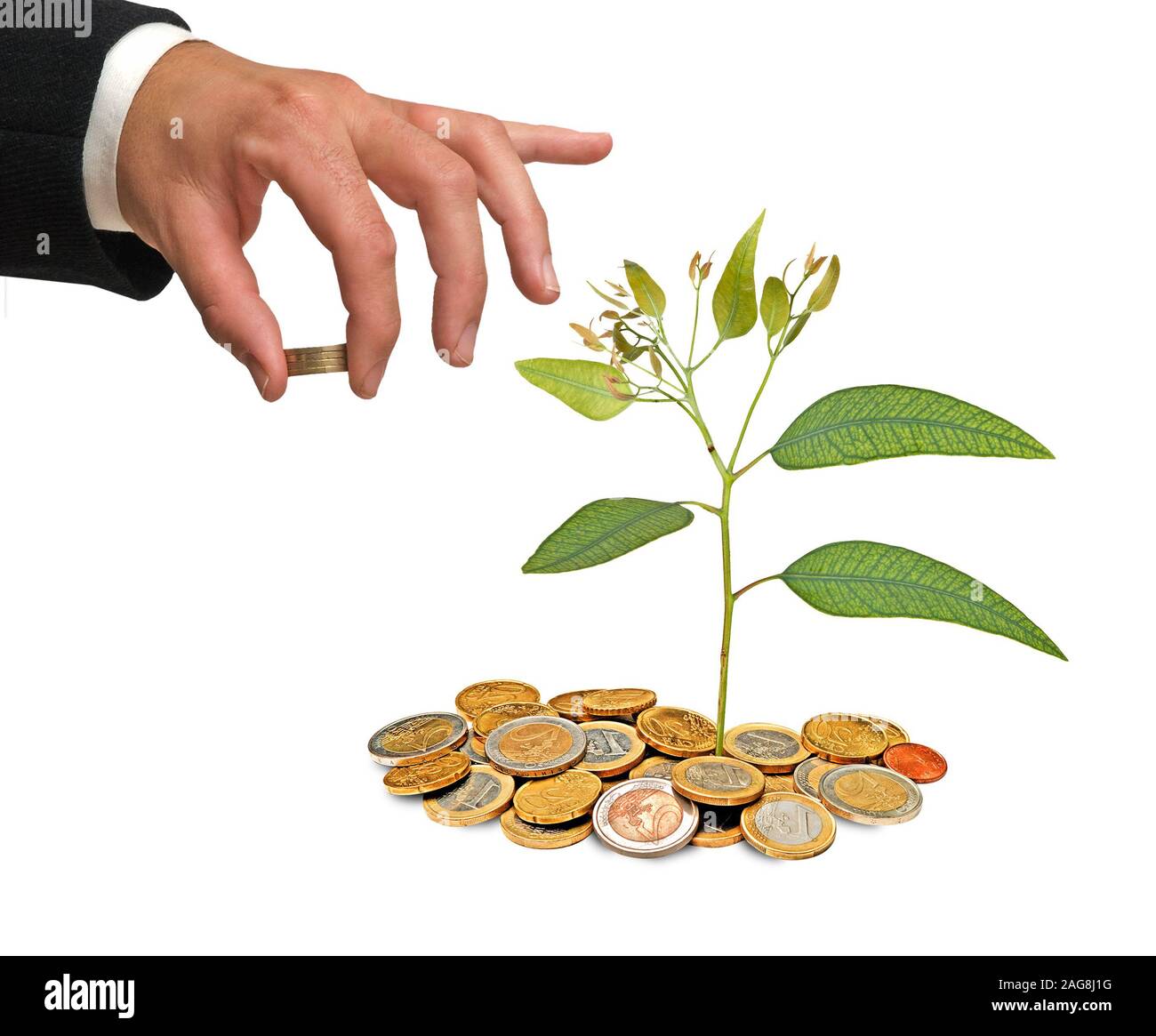 Tree growing from coins Stock Photo - Alamy