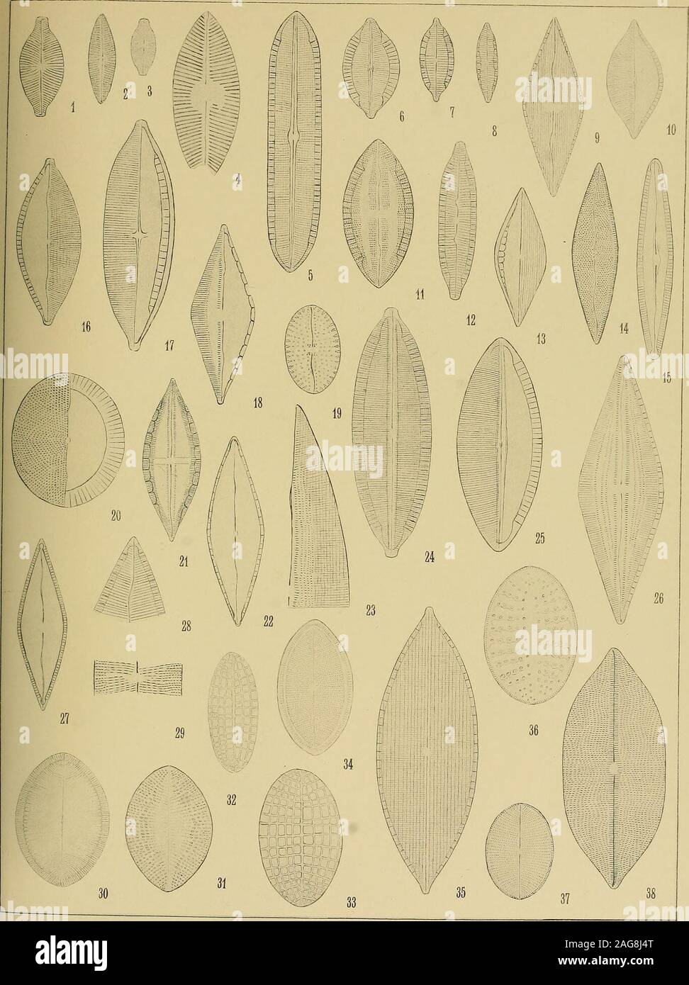 Leud hi-res stock photography and images - Alamy