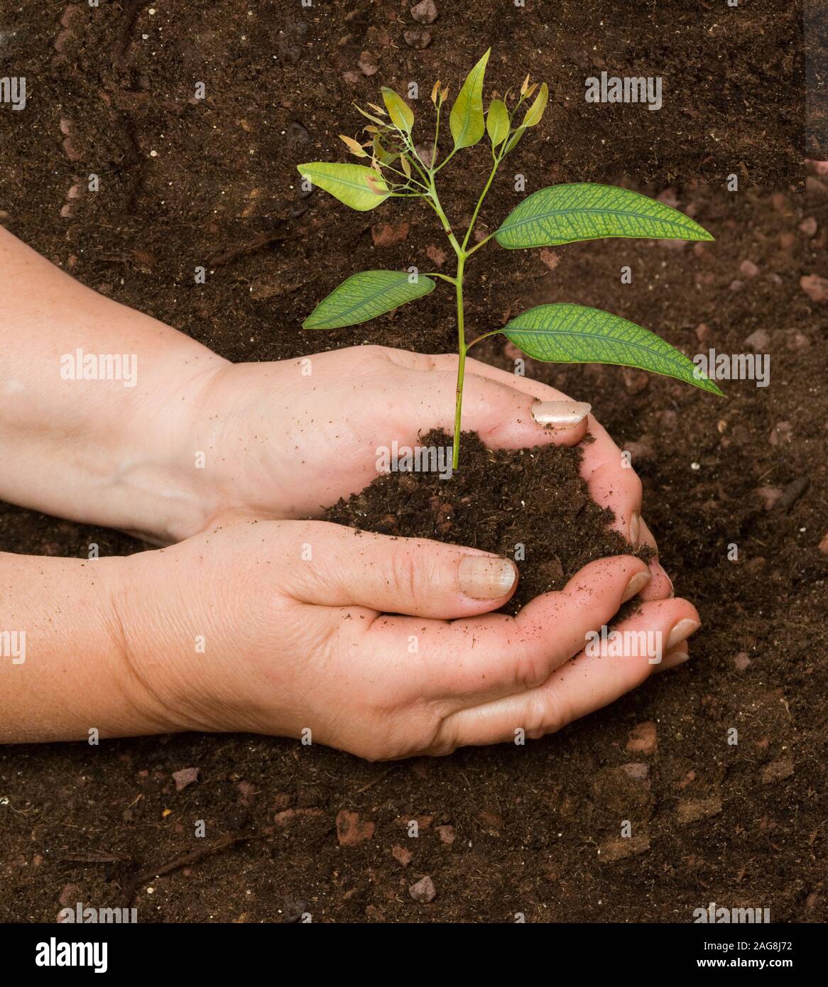 Planting a tree Stock Photo - Alamy