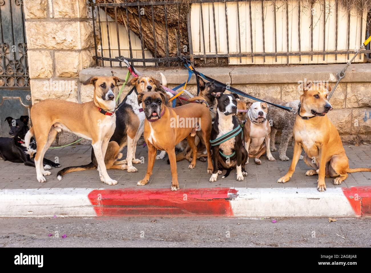 Jerusalem, ISRAEL / 18 DEC 2019: Dogs wait patiently for their dog ...