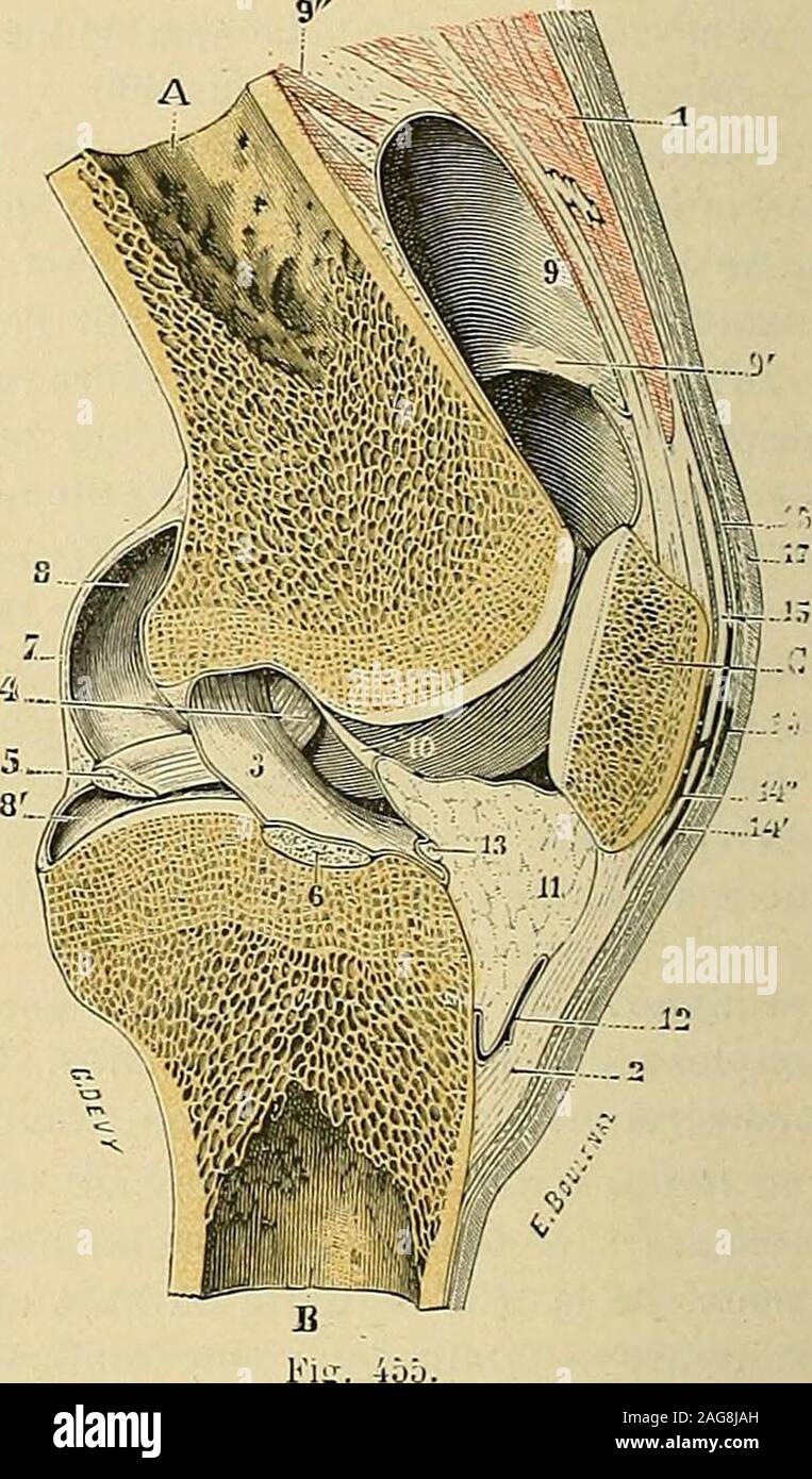 Anatomie du genou hi-res stock photography and images - Alamy