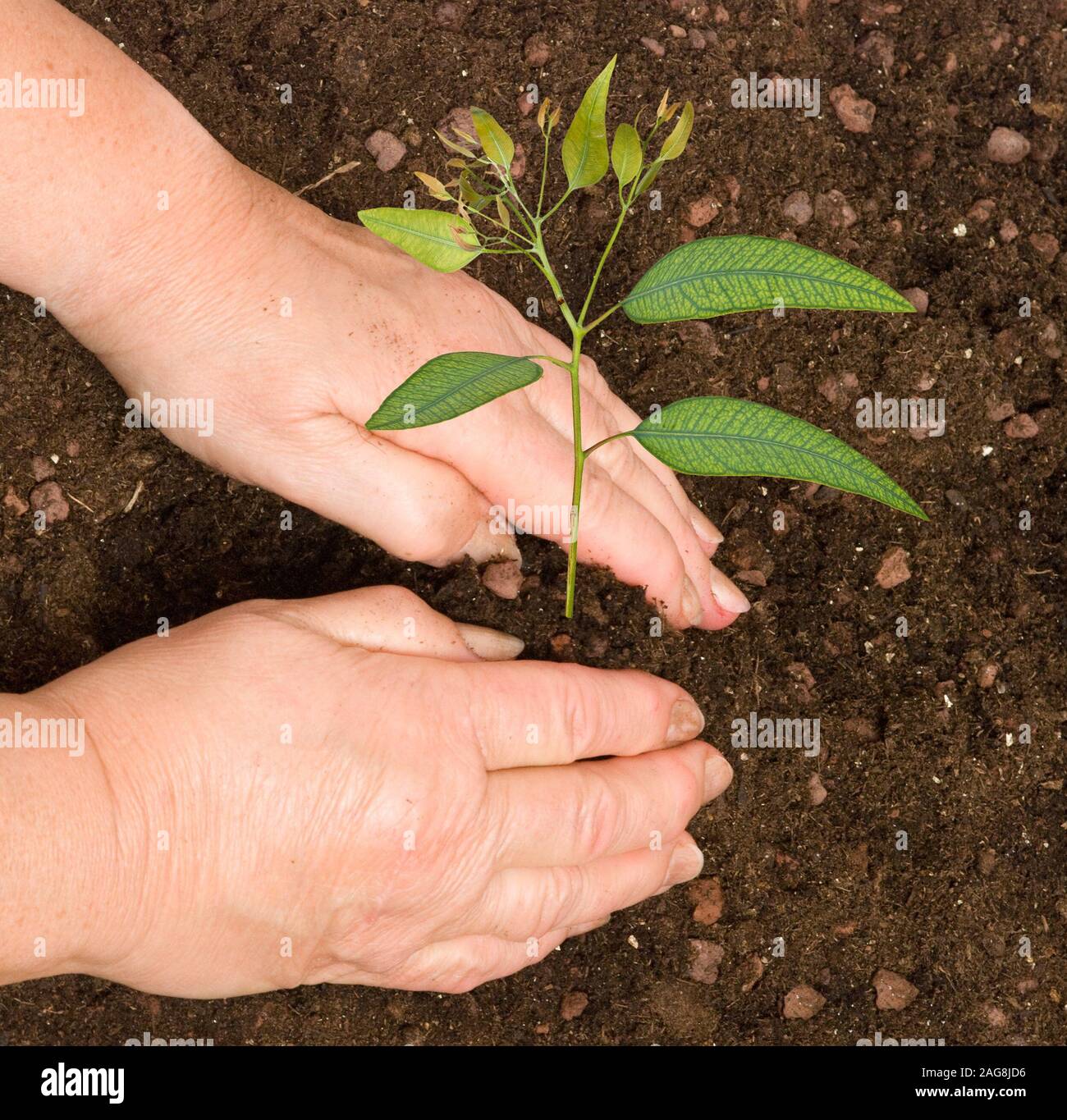 Planting a tree Stock Photo - Alamy