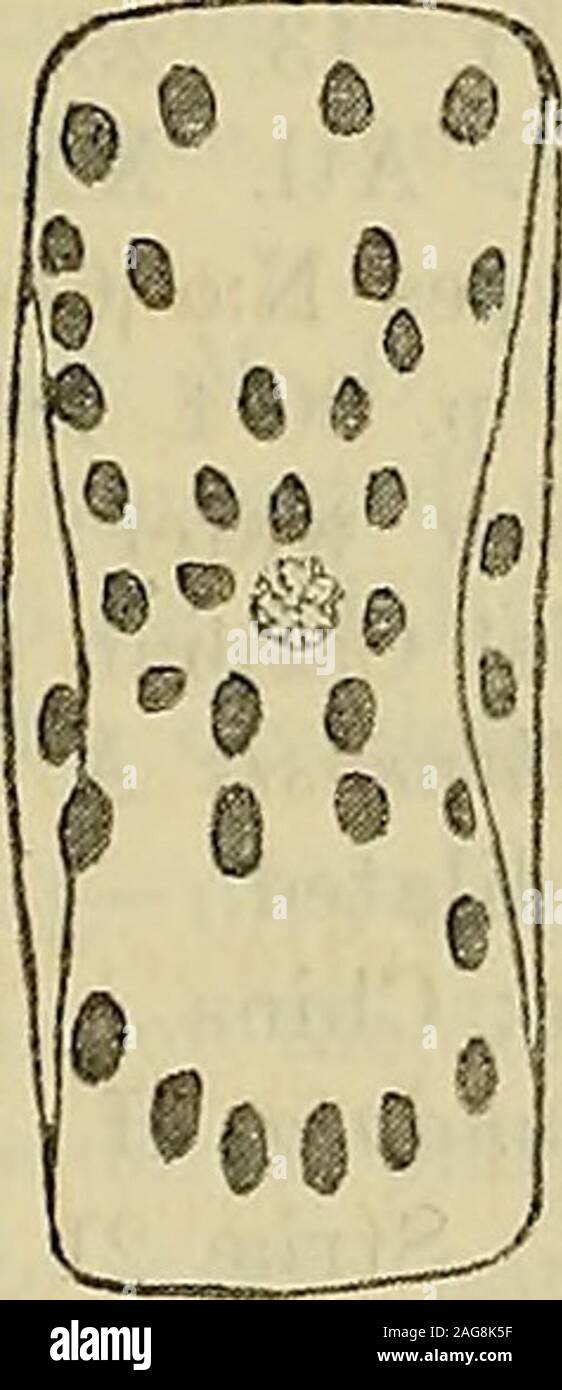 Frustule hi-res stock photography and images - Alamy