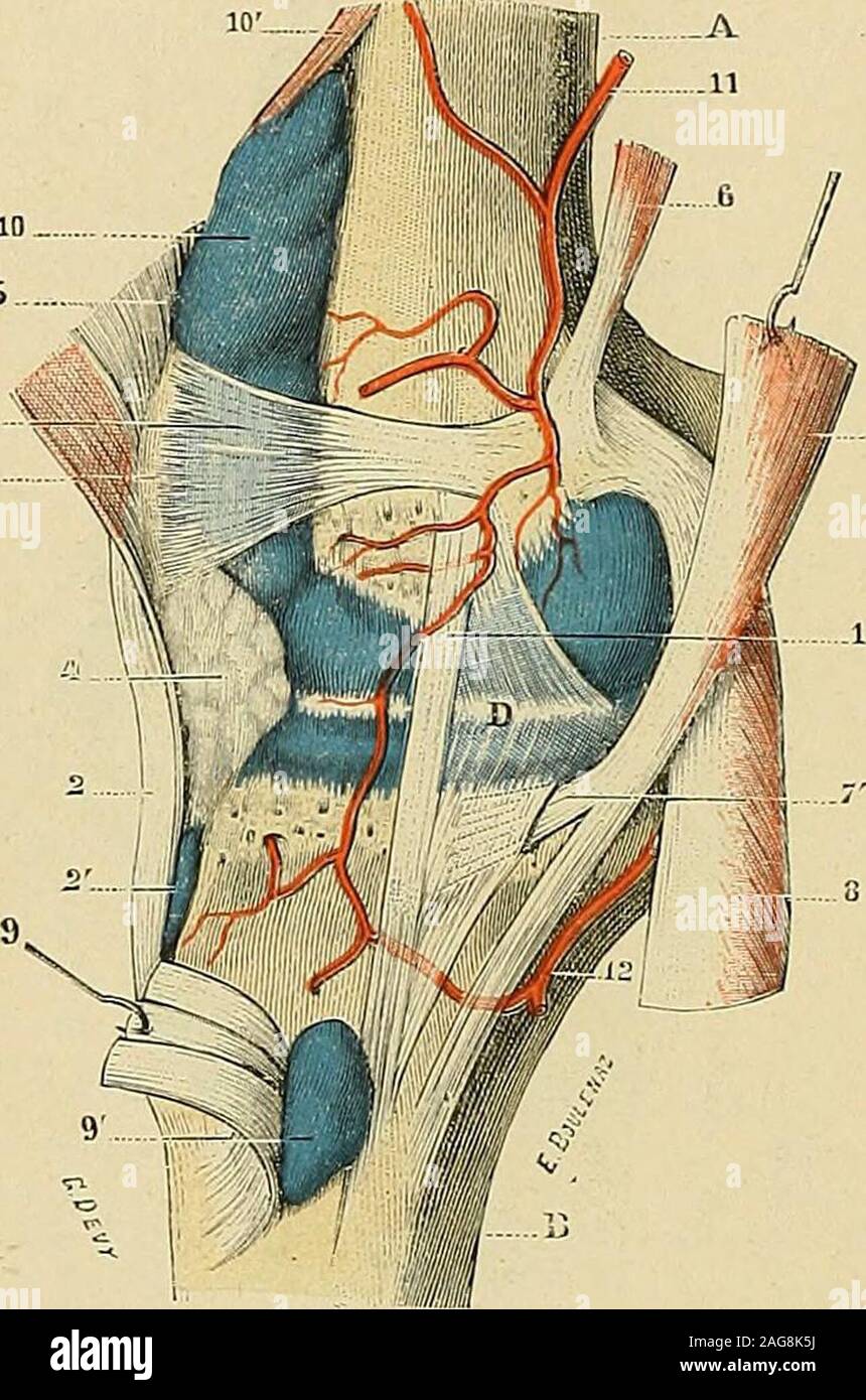 Les ligaments hi-res stock photography and images - Alamy