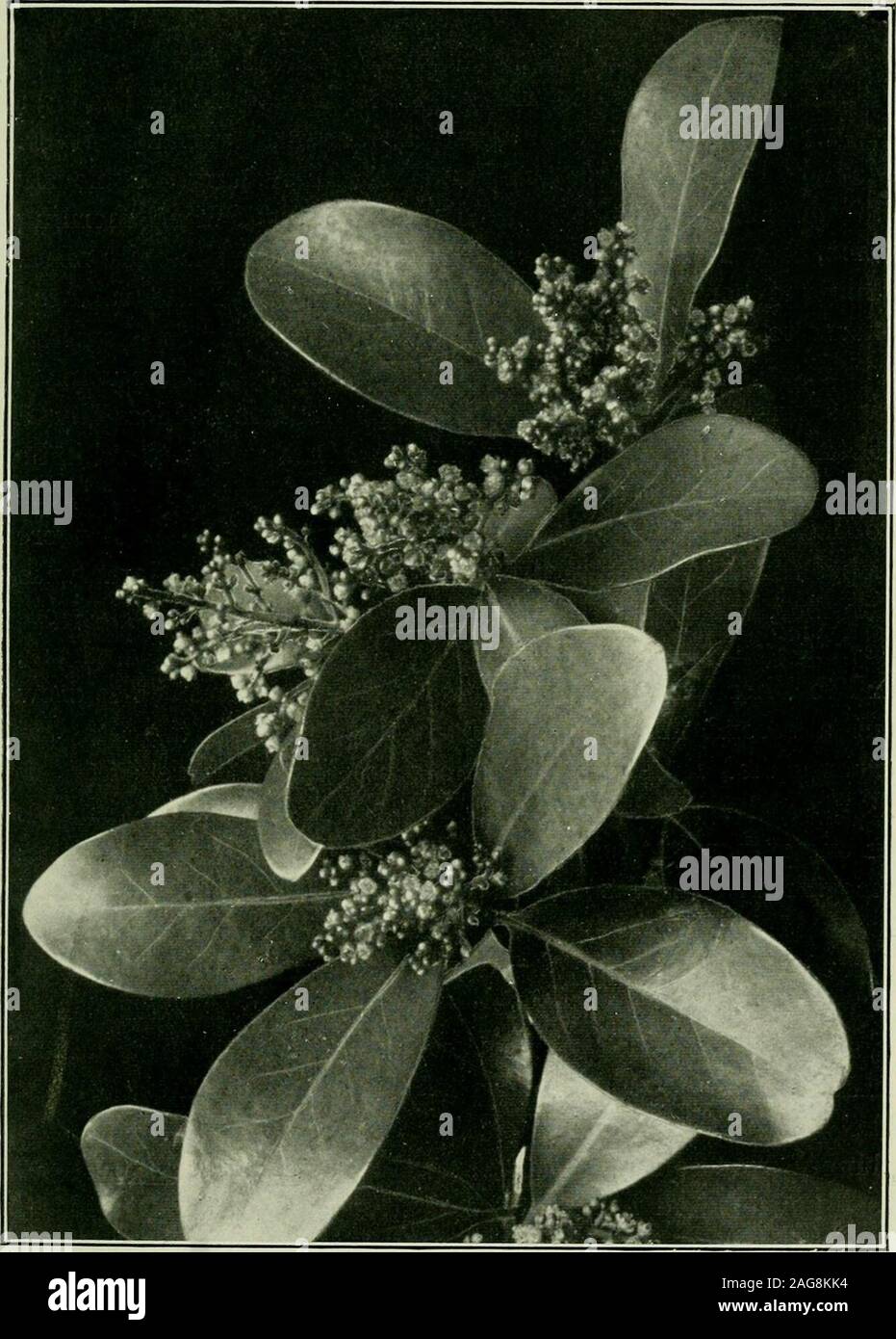 Wedge shaped leaves hi-res stock photography and images - Alamy