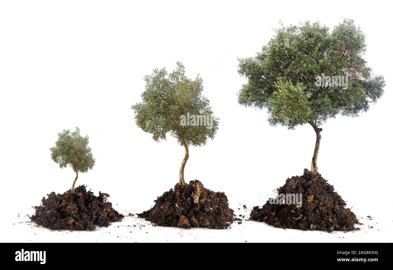 Olive three hi-res stock photography and images - Alamy