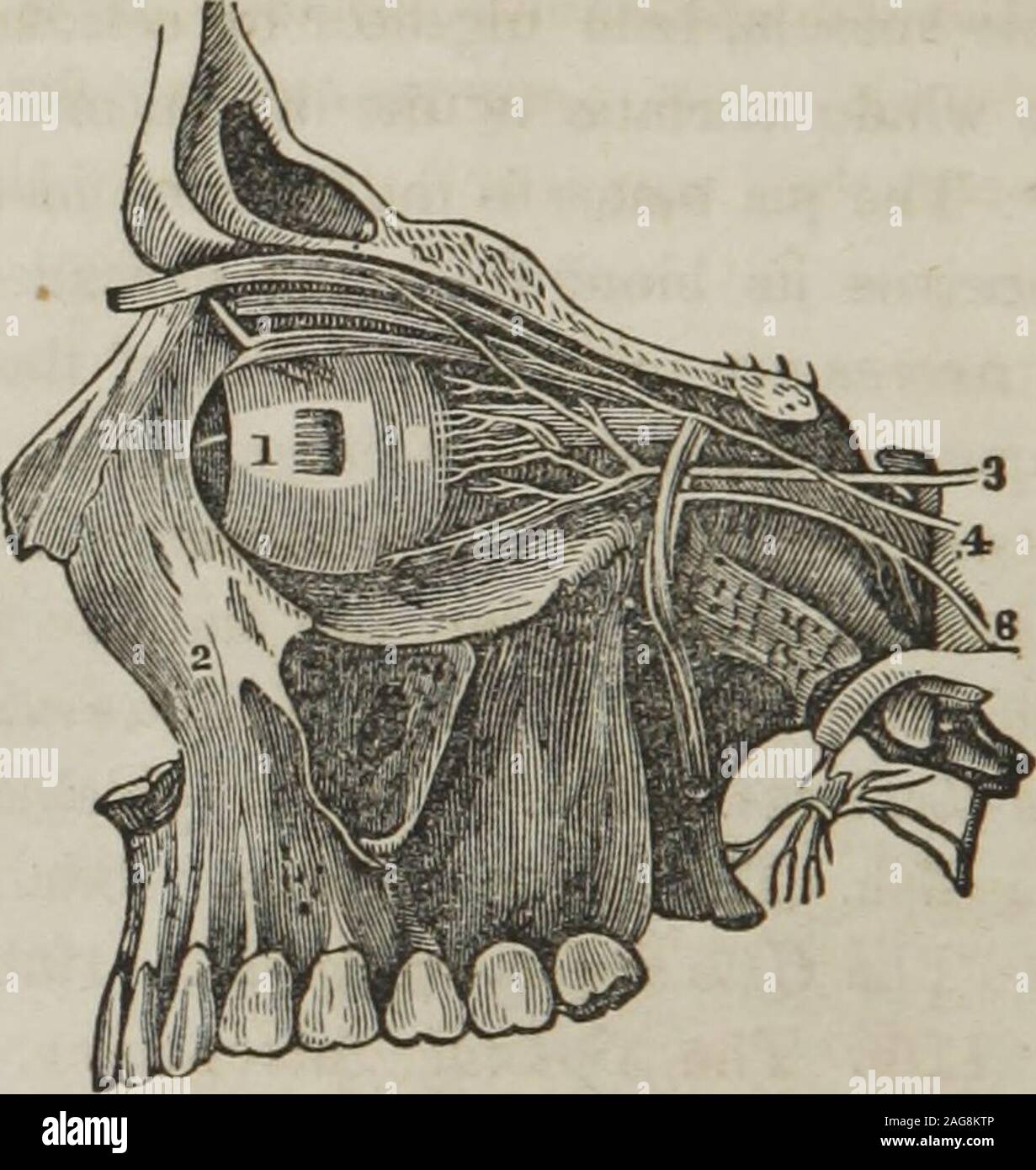 . A treatise on anatomy, physiology, and hygiene : designed for ...