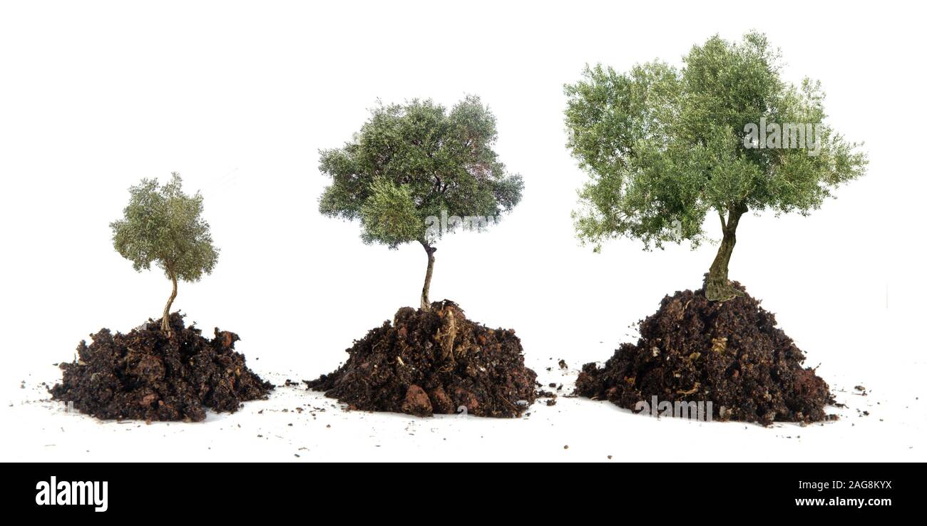 Growth of trees Stock Photo - Alamy