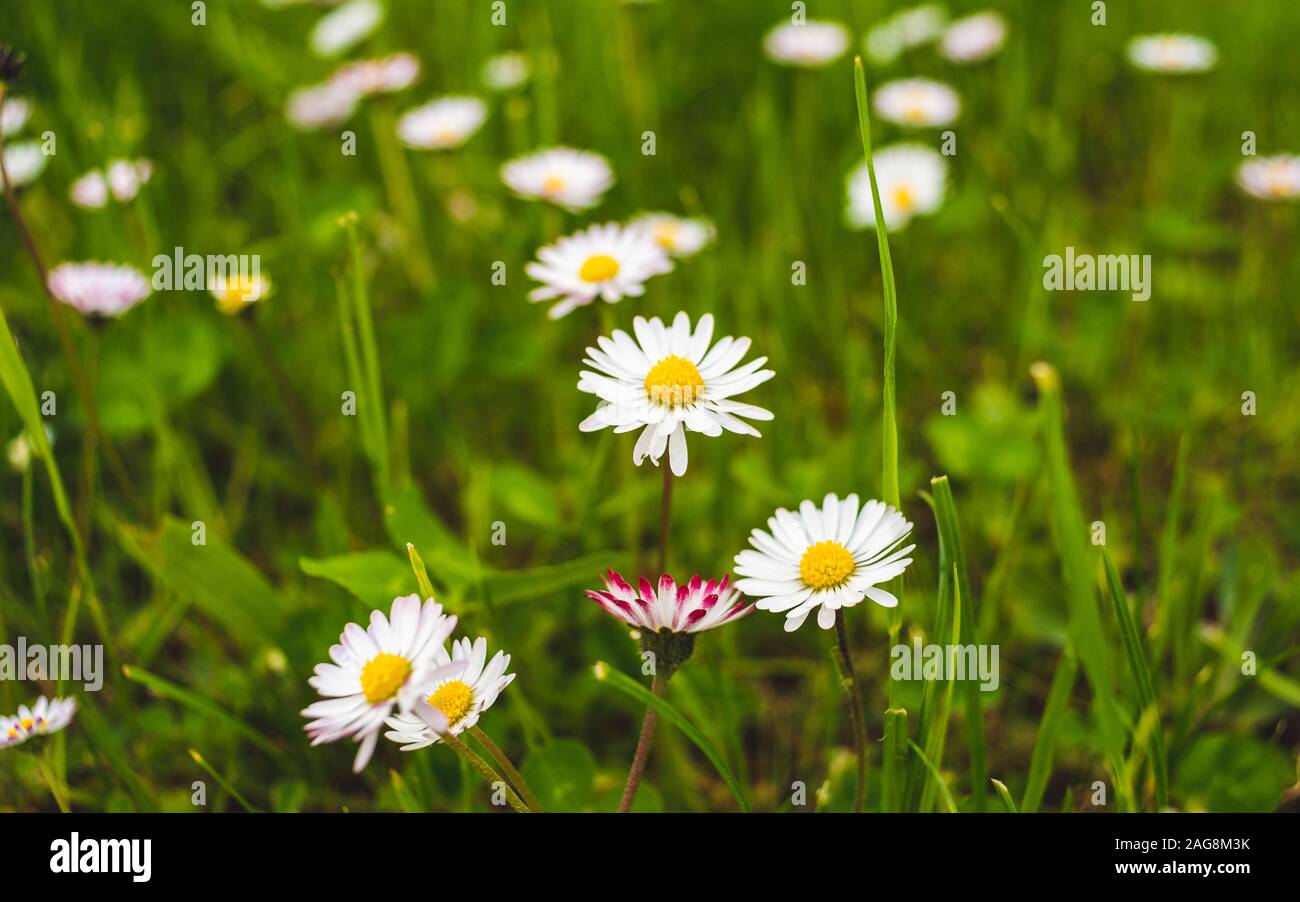 Flowering of daisies. Oxeye daisy, Leucanthemum vulgare, Daisies, Dox ...