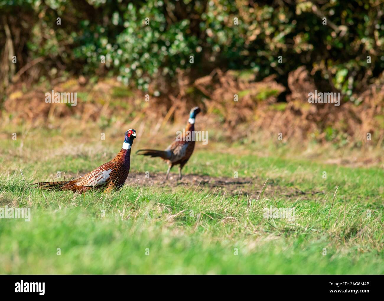 pair of pheasant ,one out of focus walking on a summers day woodland ...