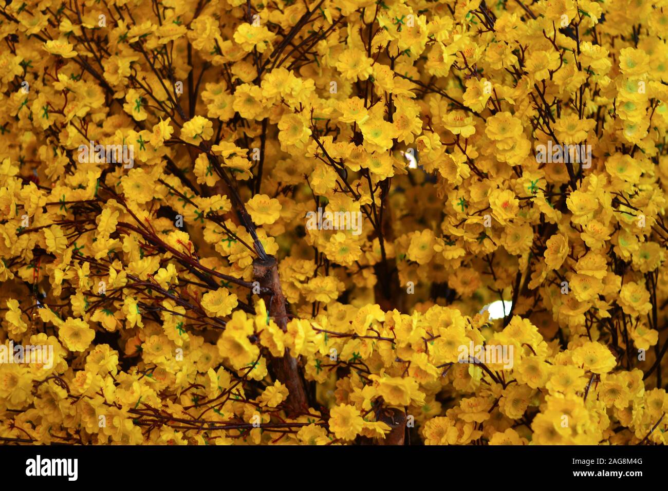 Macau taiwan flowers hi-res stock photography and images - Alamy