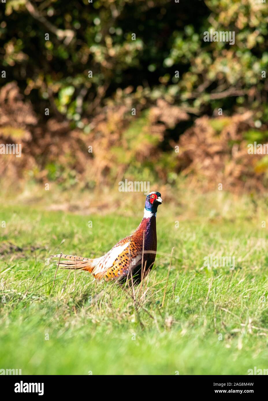 Hunting pheasant images hi-res stock photography and images - Alamy
