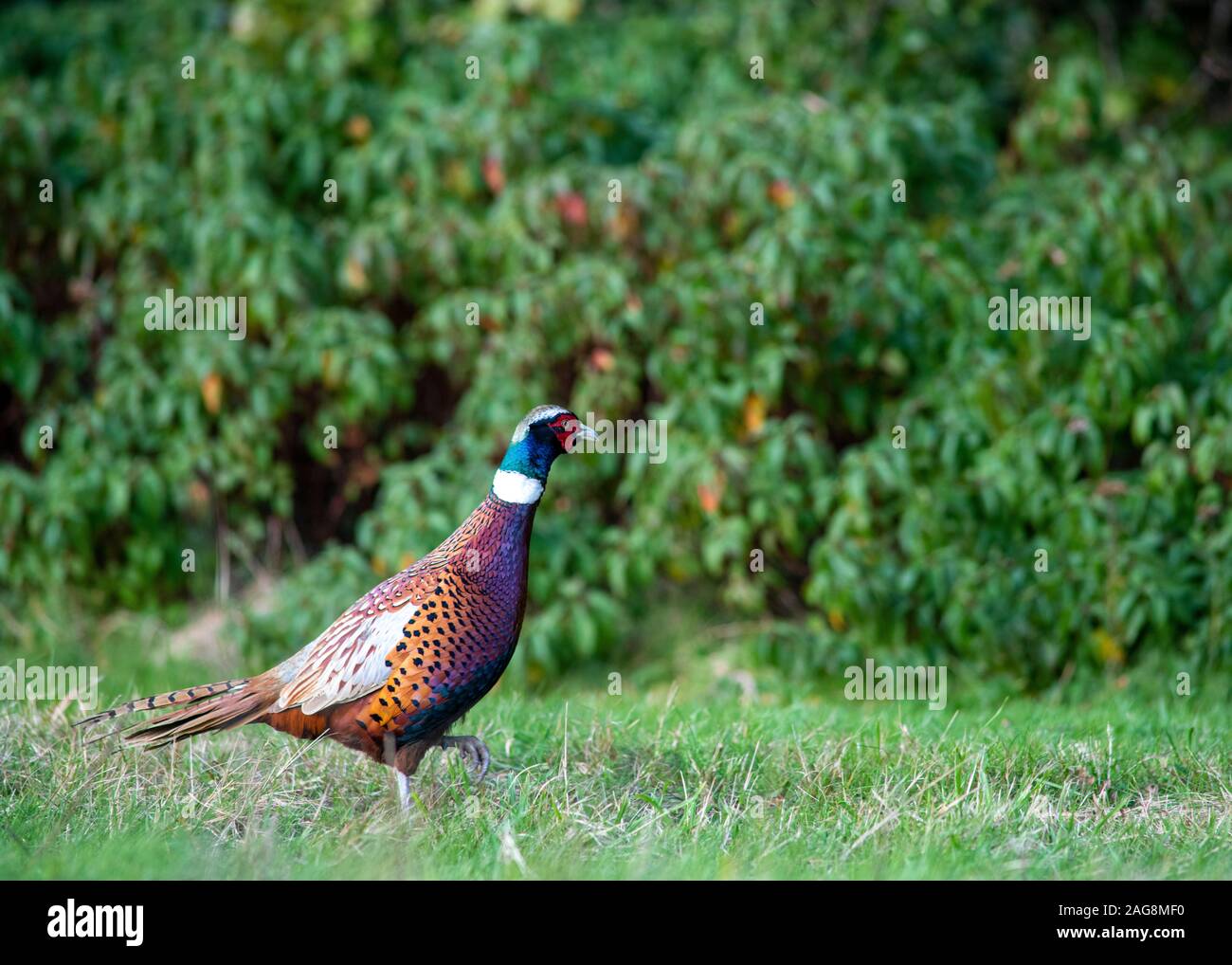 Golden pheasant male female hi-res stock photography and images - Alamy