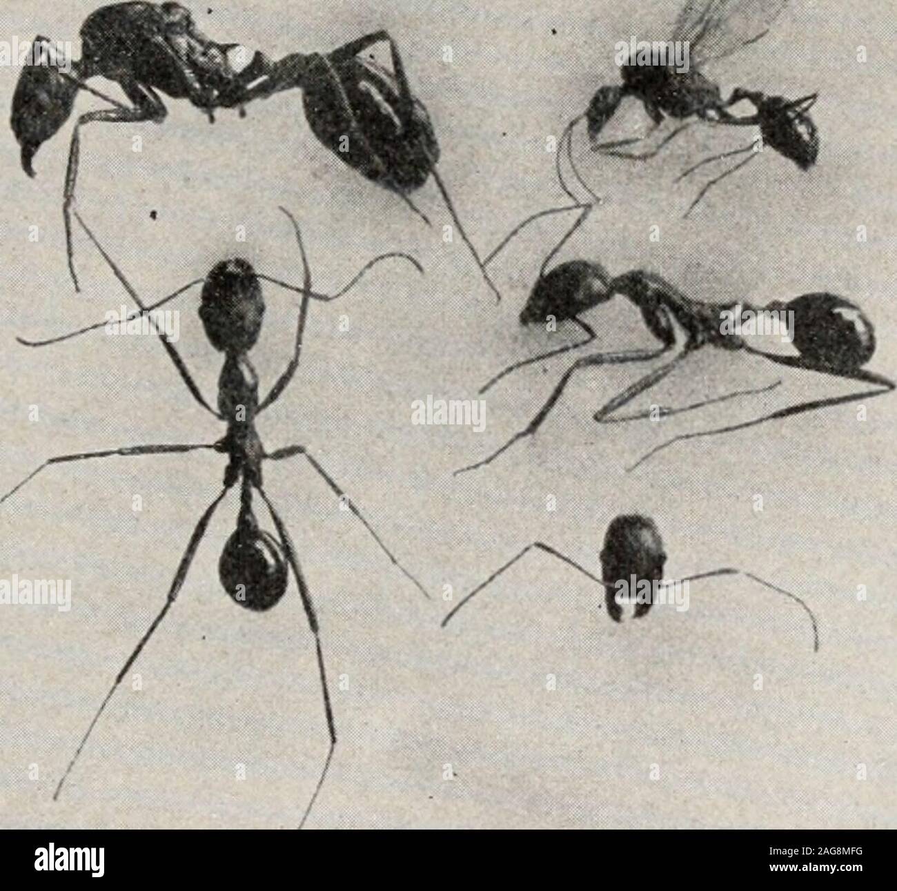 Ant carrying another ant hi-res stock photography and images - Alamy