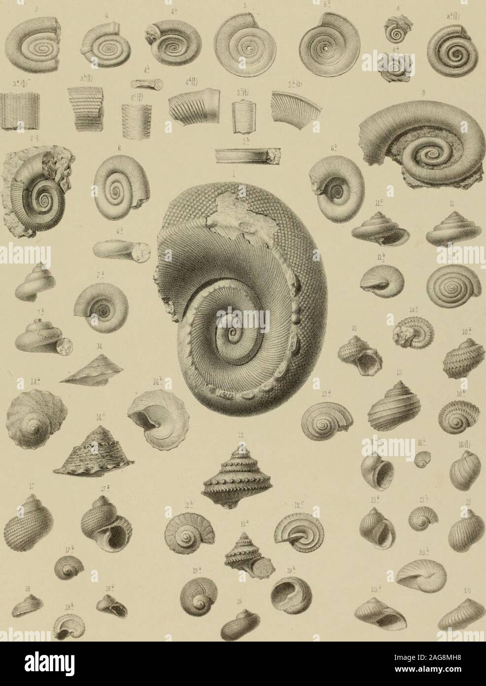 Omphalus hi-res stock photography and images - Alamy