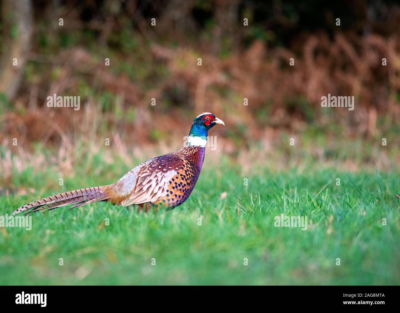 sideways image of pheasant in grass with the woodlands in the ...