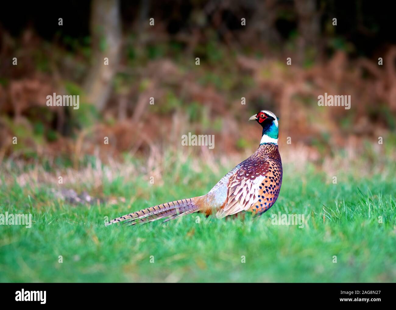 Pheasant tail grass hi-res stock photography and images - Alamy
