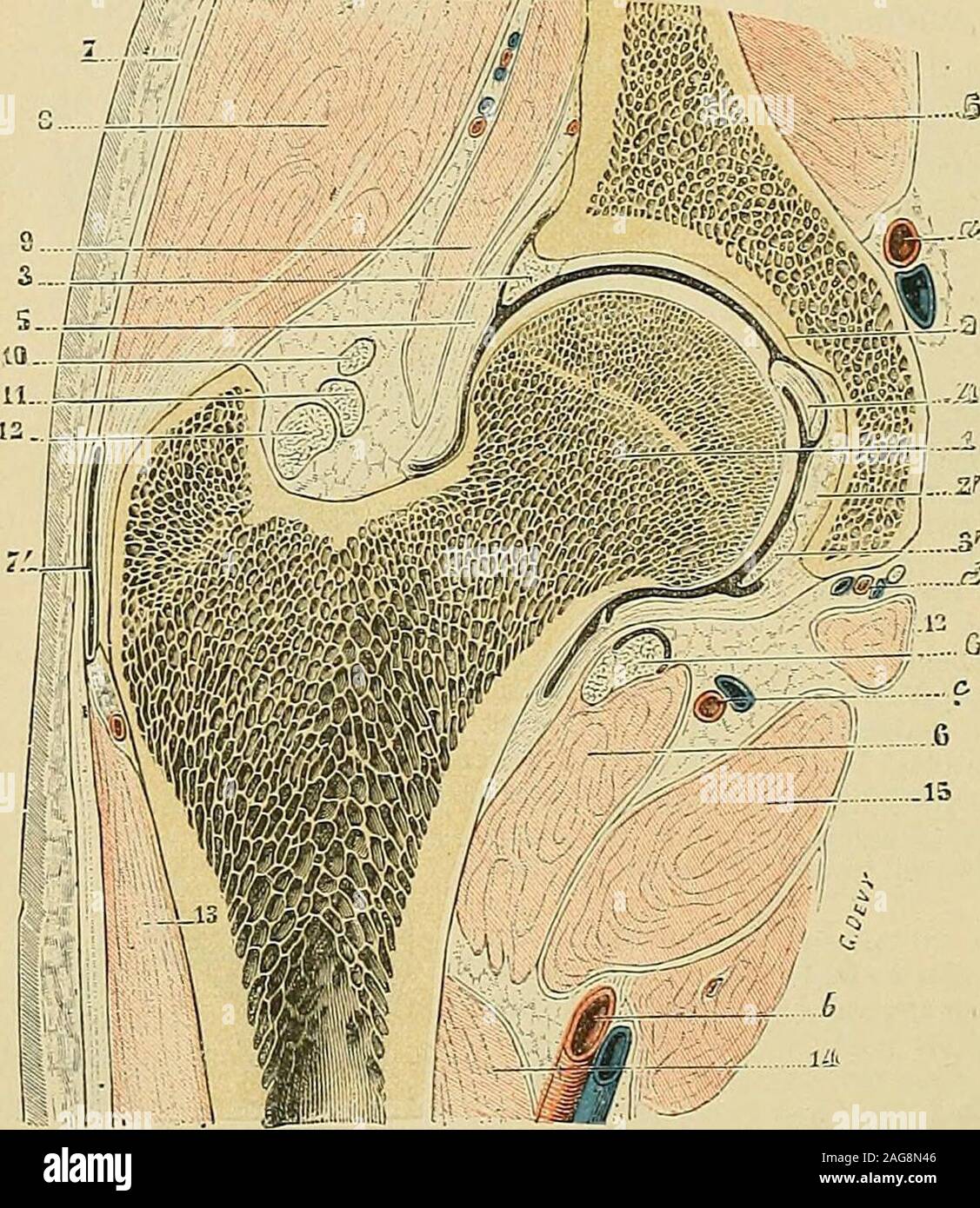 Anatomie de la hanche hi-res stock photography and images - Alamy
