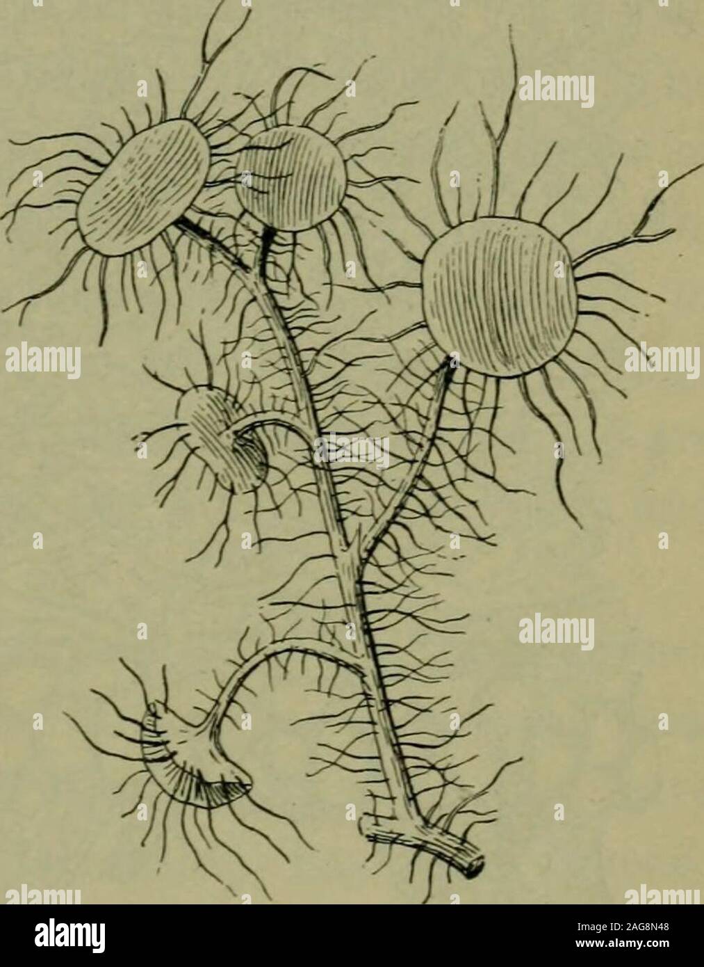 Lichen Thallus Cross Section