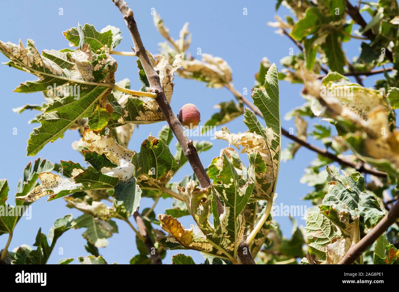 Infected fig tree hi-res stock photography and images - Alamy
