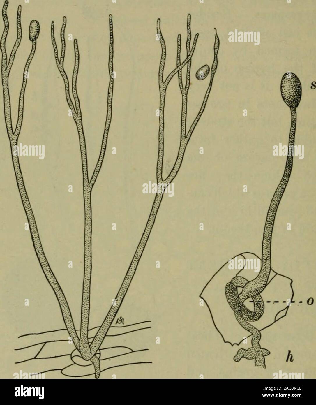 mucor spore formation