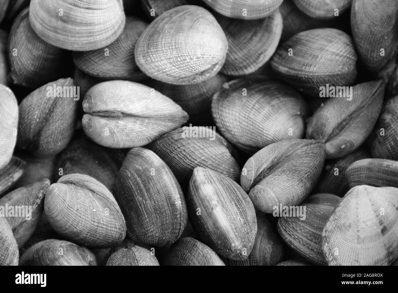 Clam shell on sand background Black and White Stock Photos & Images - Alamy