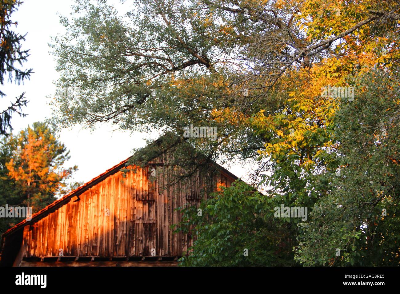 Low angle shot of a small wooden cabin surrounded by a lot trees under ...