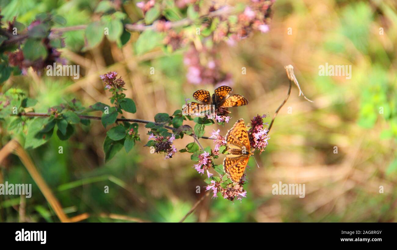 Tiny blue butterflies hi-res stock photography and images - Alamy