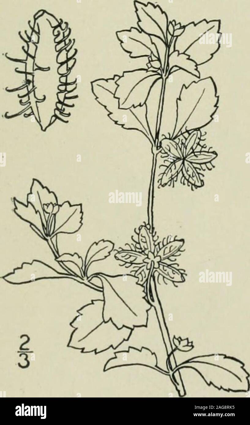 Puberulent hi-res stock photography and images - Alamy