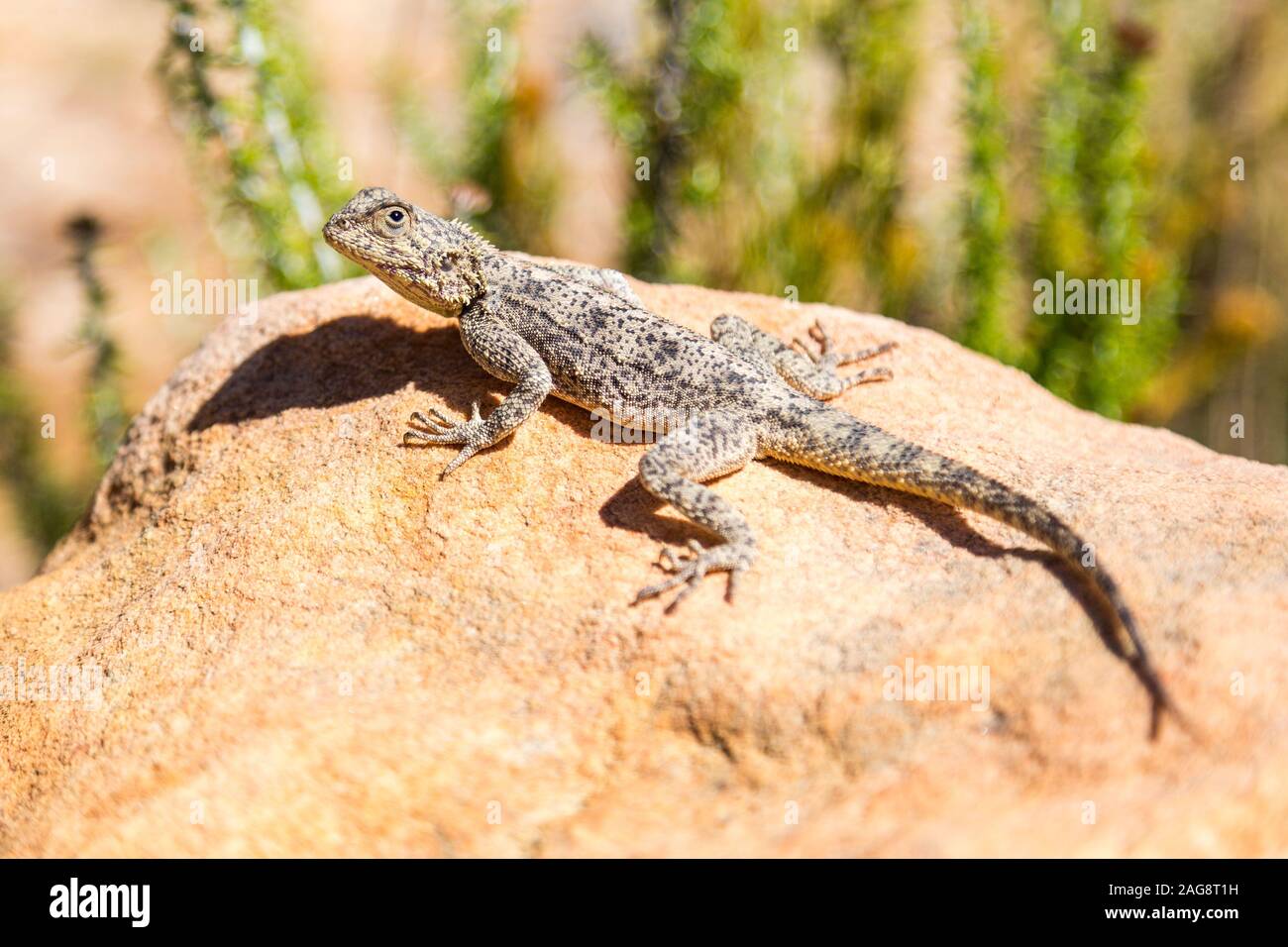 Close up of a sunbathing grey lizard with black dots, Cederberg, South ...