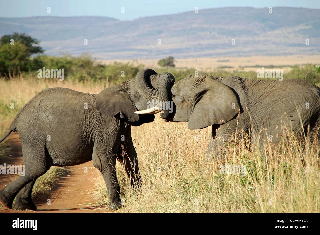Elephants hugging hi-res stock photography and images - Alamy