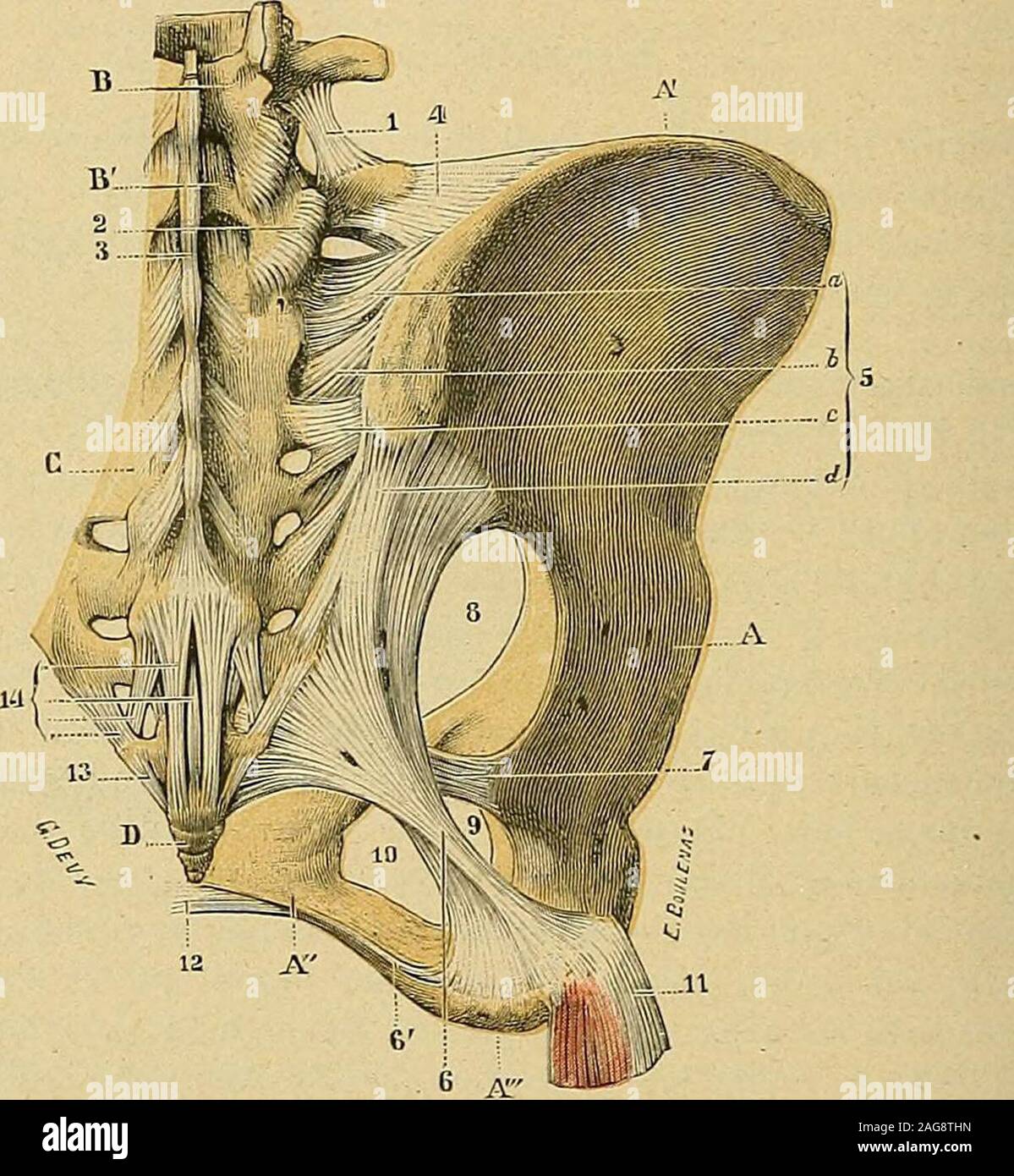 . Traité d'anatomie humaine : anatomie descriptive, histologie ...