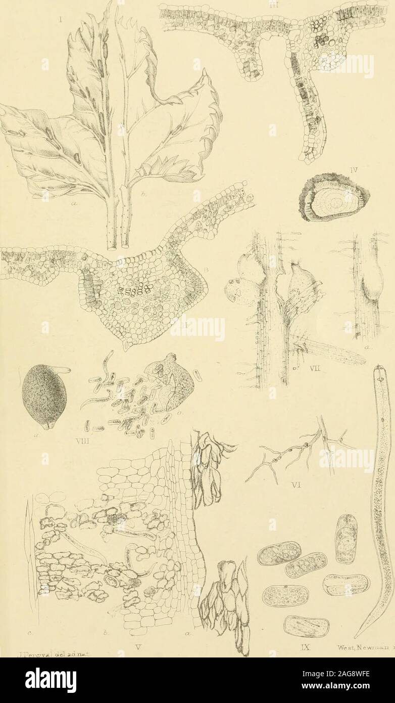 . Natural science: a monthly review of scientific progress. Arch ...